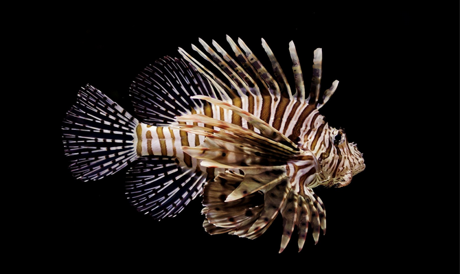 This Robot Fish Powers Itself With Fake Blood – Productivity Hub