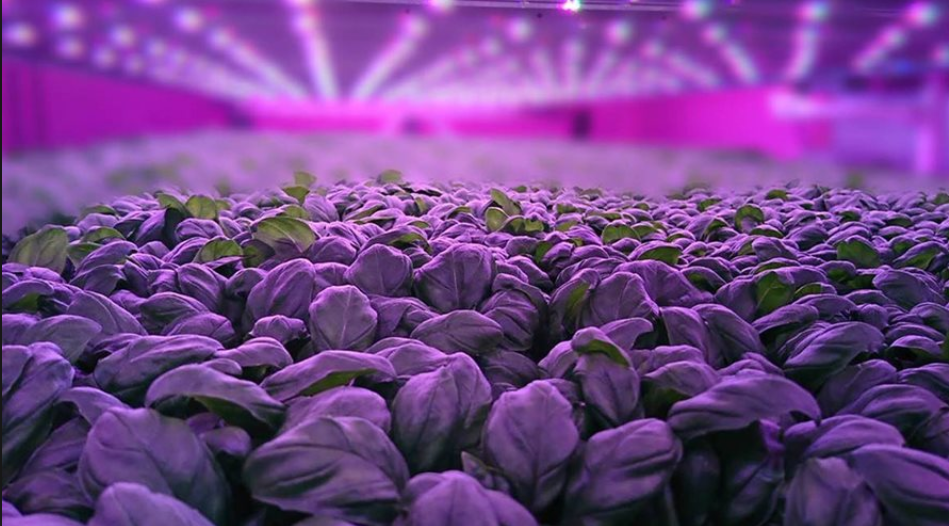 The Rise of Vertical Farming – Productivity Hub