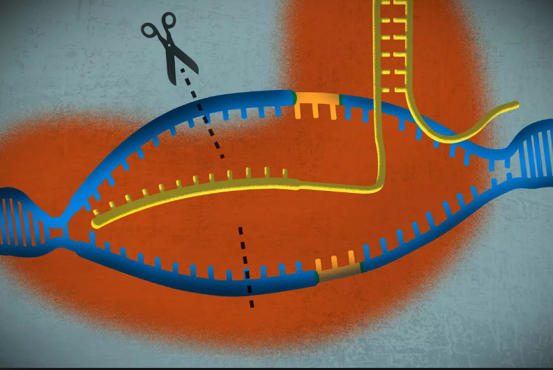 Scientists Debate the Origin of Cell Types in the First Animals ...
